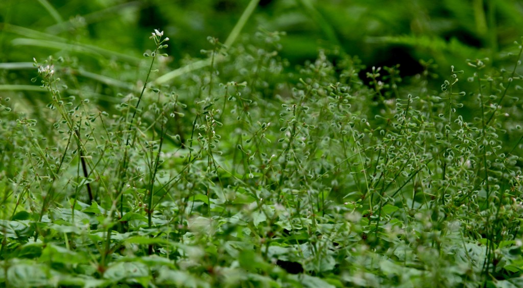Enchanter’s-nightshades ~ Circaea – Cumbria Botany