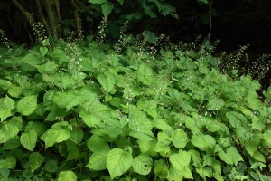 Enchanter’s-nightshades ~ Circaea – Cumbria Botany