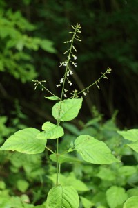Enchanter’s-nightshades ~ Circaea – Cumbria Botany