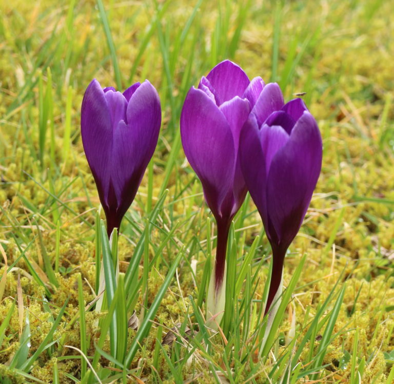 Cumbrian Crocuses – Cumbria Botany