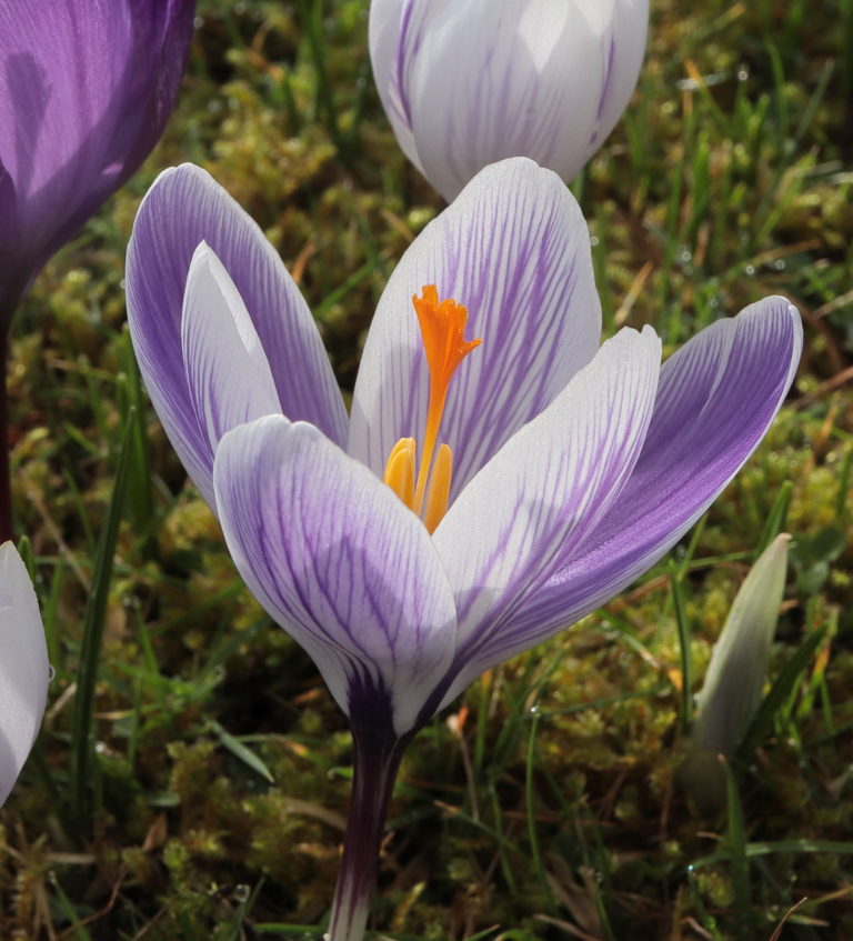 Cumbrian Crocuses – Cumbria Botany