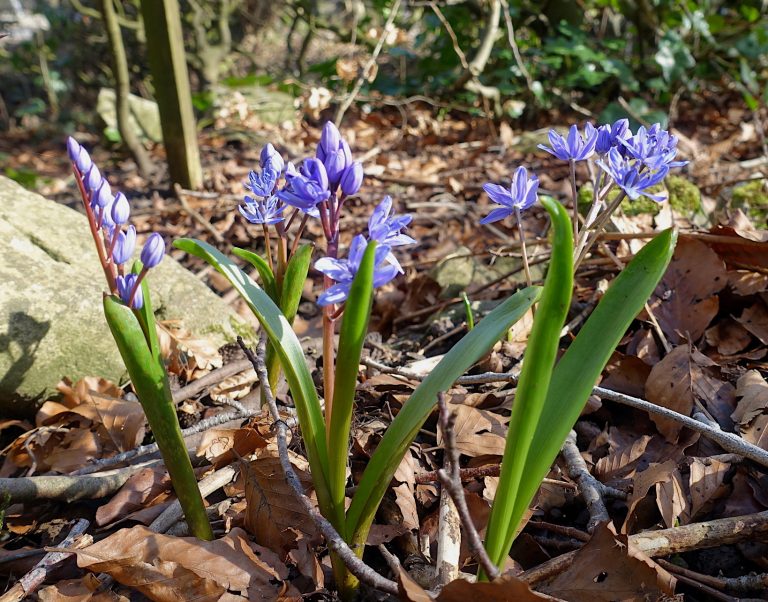Some Cumbrian Chionodoxa and Scilla – Cumbria Botany